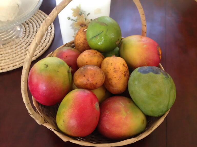 Top 31 Jamaican Fruits You Must Try on Your Vacation