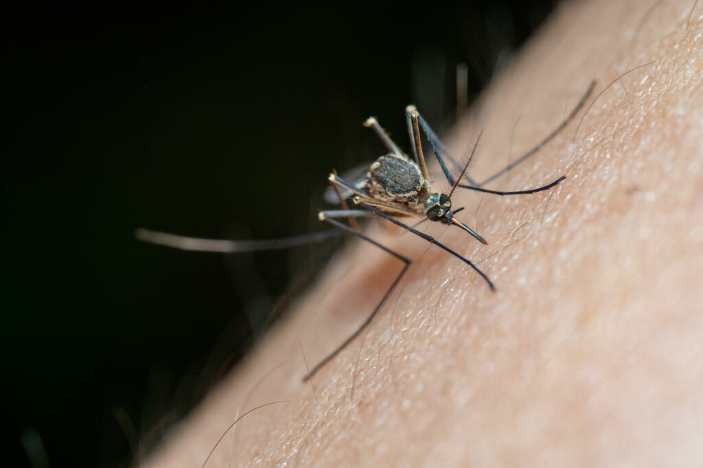 Mosquitoes in Jamaica (What to Expect & How to Stay Protected)